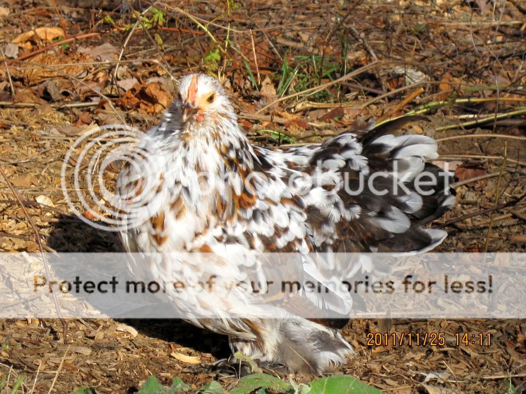 My Calico Cochins | BackYard Chickens - Learn How to Raise Chickens