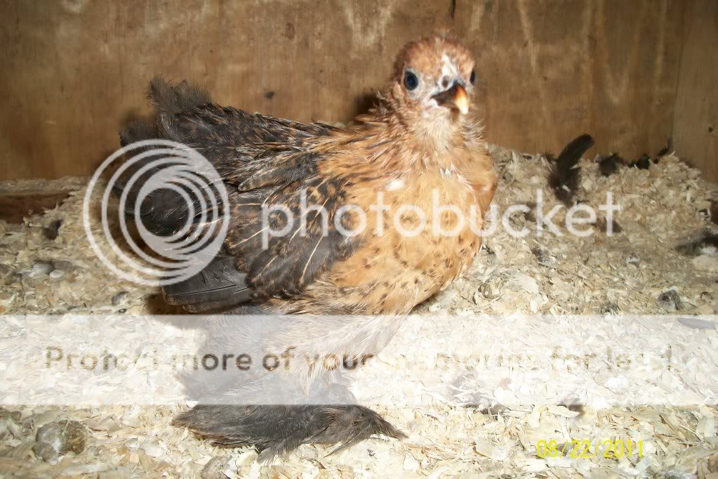 Cochin Thread!!! | Page 602 | BackYard Chickens - Learn How to Raise ...