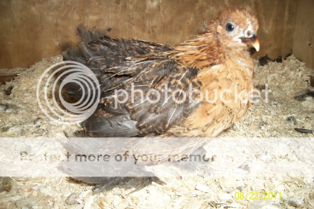 Cochin Thread!!! | Page 602 | BackYard Chickens - Learn How to Raise ...