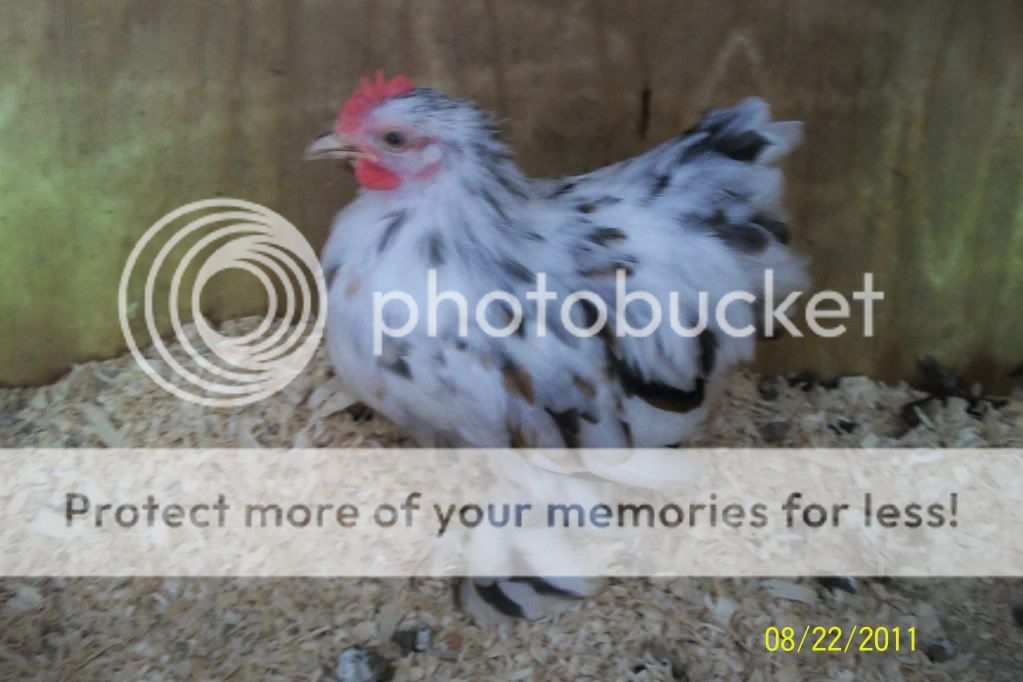 Cochin Thread!!! | Page 602 | BackYard Chickens - Learn How to Raise ...