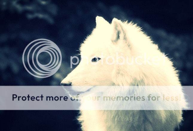 View topic - The Packs of Blood Valley-Wild wolf rp-Open, accepting ...