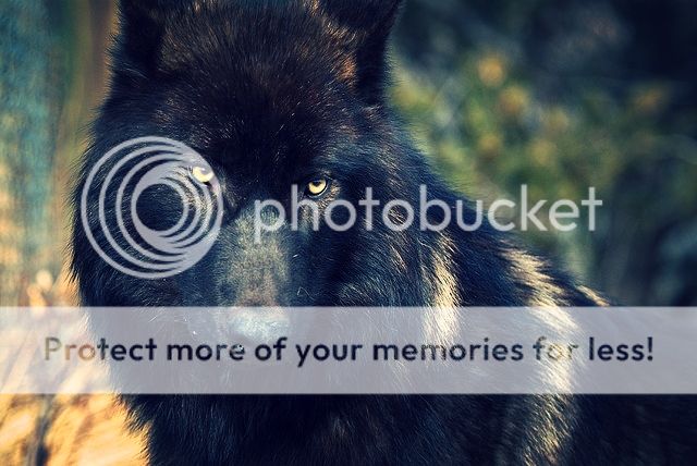 View topic - The Packs of Blood Valley-Wild wolf rp-Open, accepting ...