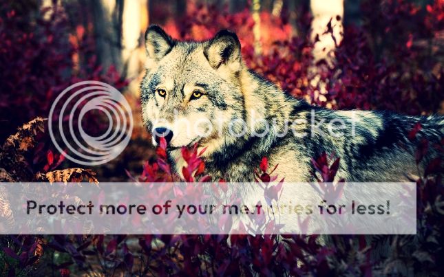 View topic - The Packs of Blood Valley-Wild wolf rp-Open, accepting ...