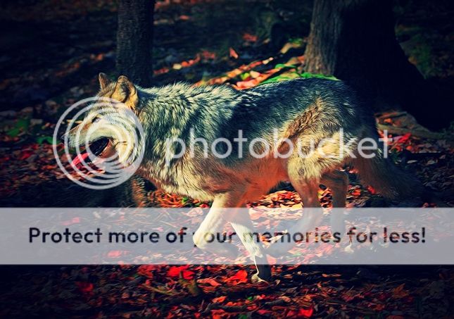 View topic - The Packs of Blood Valley-Wild wolf rp-Open, accepting ...