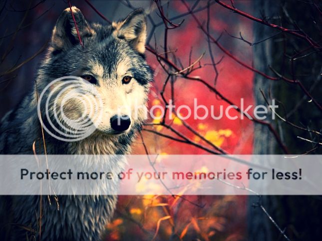 View topic - The Packs of Blood Valley-Wild wolf rp-Open, accepting ...