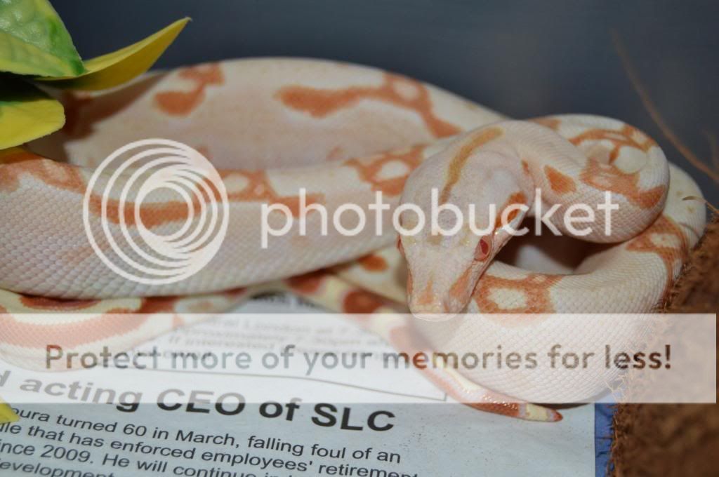A few new pics of my boas | Reptile Forums